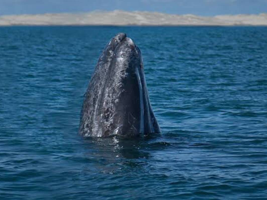 300 ballenatos han nacido en BCS en esta temporada; contabilizan más de ...