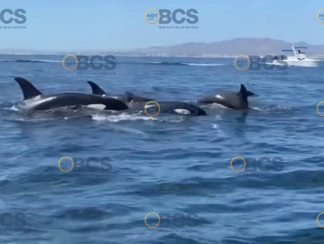 ¡Increíble! Logran captar manada de más de 15 orcas en CSL - HOY BCS
