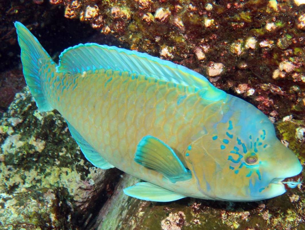 Opacidad y lucro comercial atentan contra el pez perico en el Golfo de ...