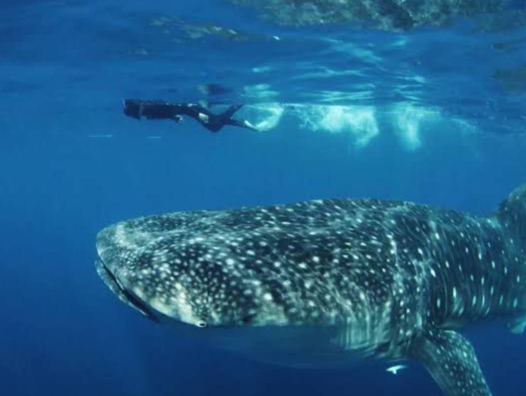 Con dos meses de retraso, arrancó temporada de tiburón ballena en La ...