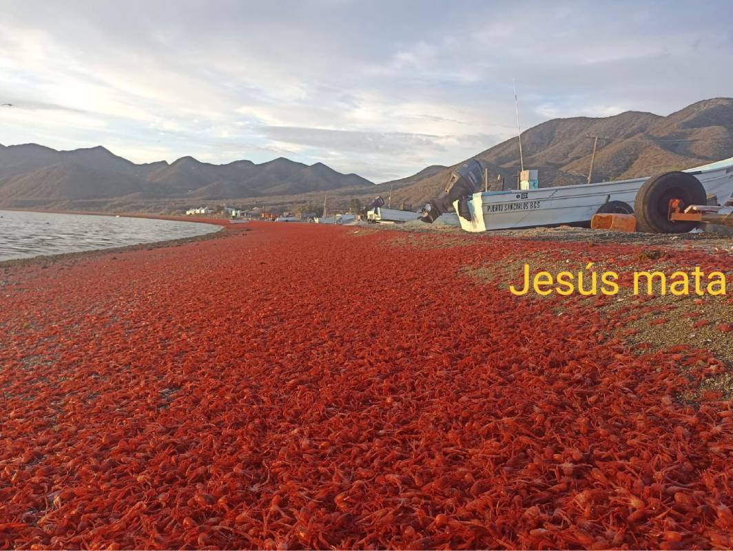 Varamiento masivo de langostillas pinta de rojo las costas de Isla ... Varamiento masivo de langostillas pinta de rojo las costas de Isla ...