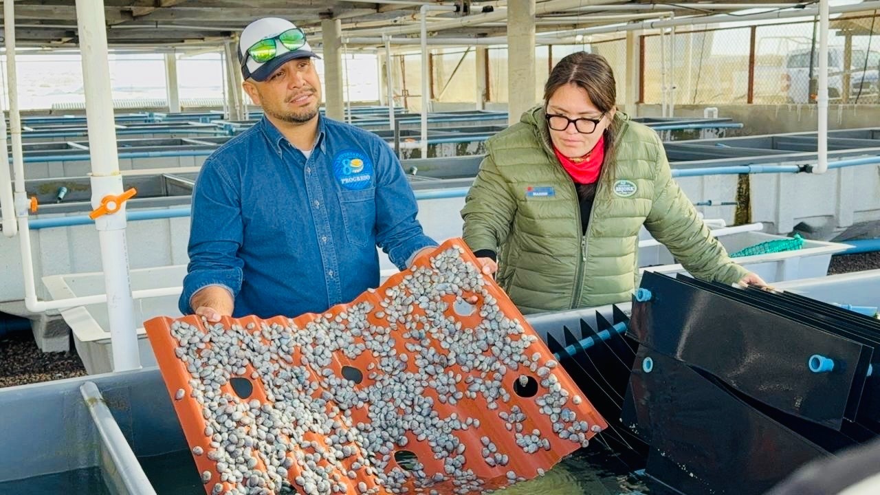 Inicia veda de abulón en Baja California Sur para garantizar la ...